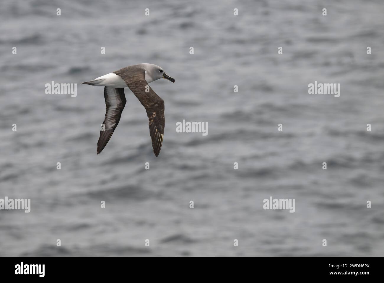 Gray-Headed Albatross, grey, headed, albatross, Thalassarche ...