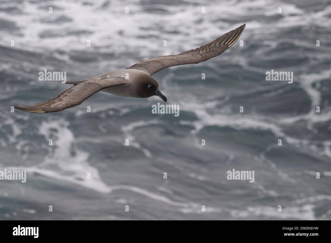 Dark albatross hi-res stock photography and images - Alamy