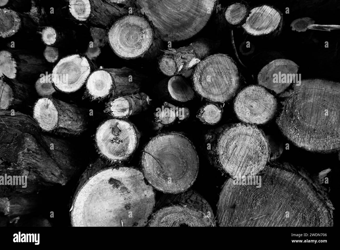 End view of cedar logs in a natural pattern. Black and white background ...