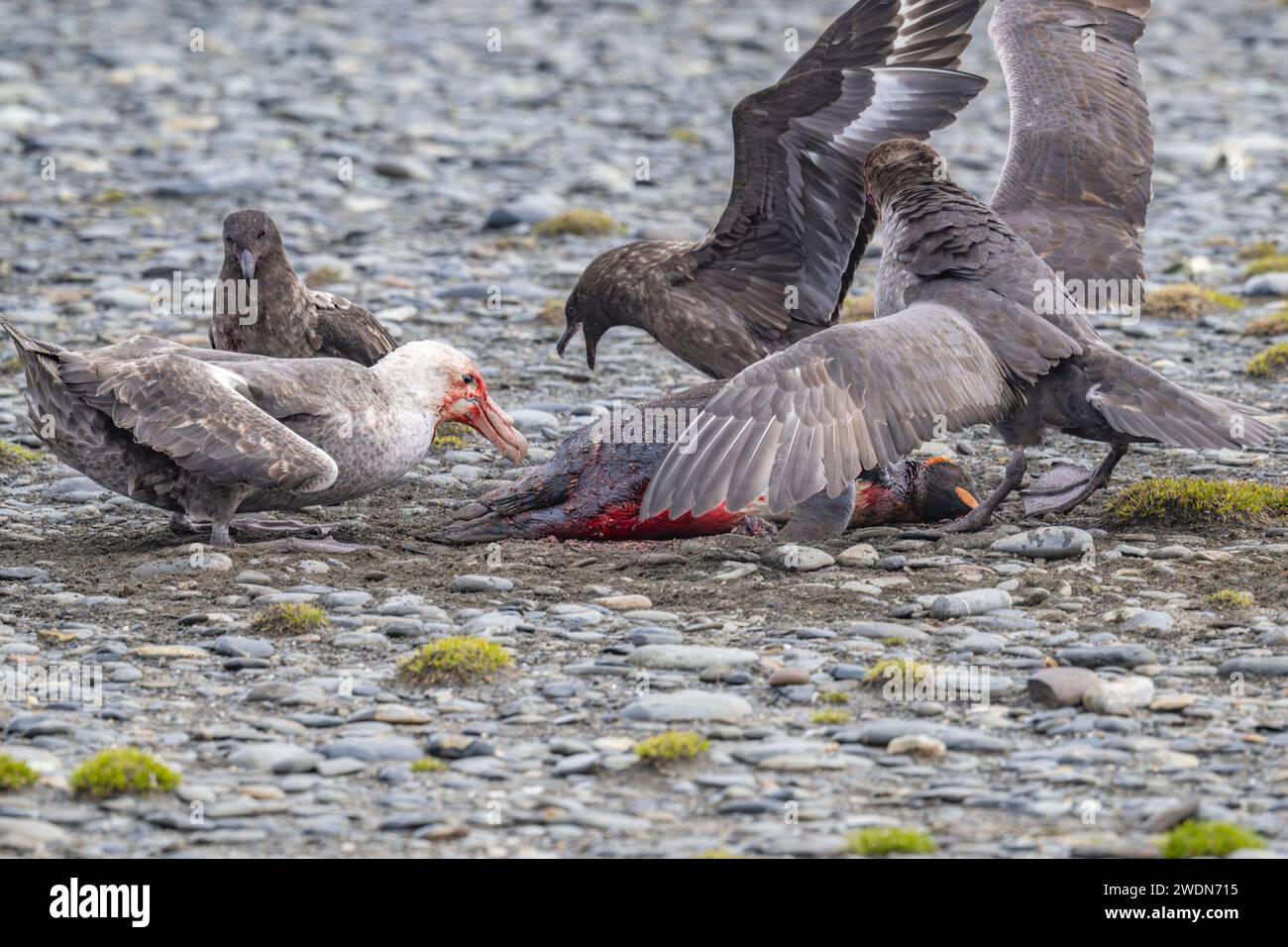 Feeding Southern Giant Petrels, Macronectes giganteus,brown Skua ...