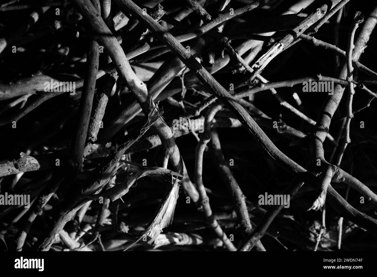 Black and white background of various wooden sticks from a forest Stock ...