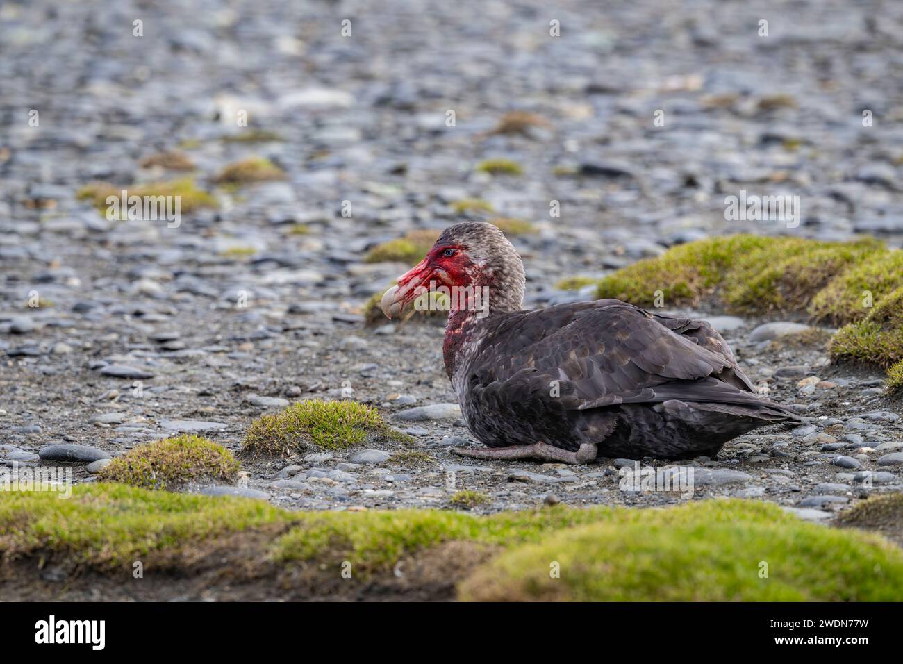 Predator Southern Giant Petrel, Macronectes giganteus, covered in blood ...