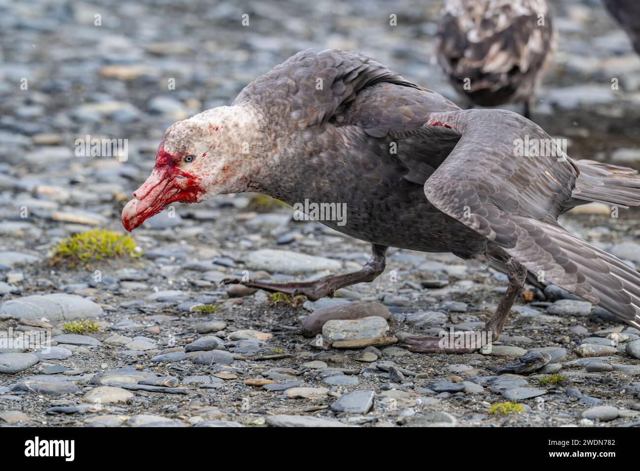 Bloody predator hi-res stock photography and images - Alamy