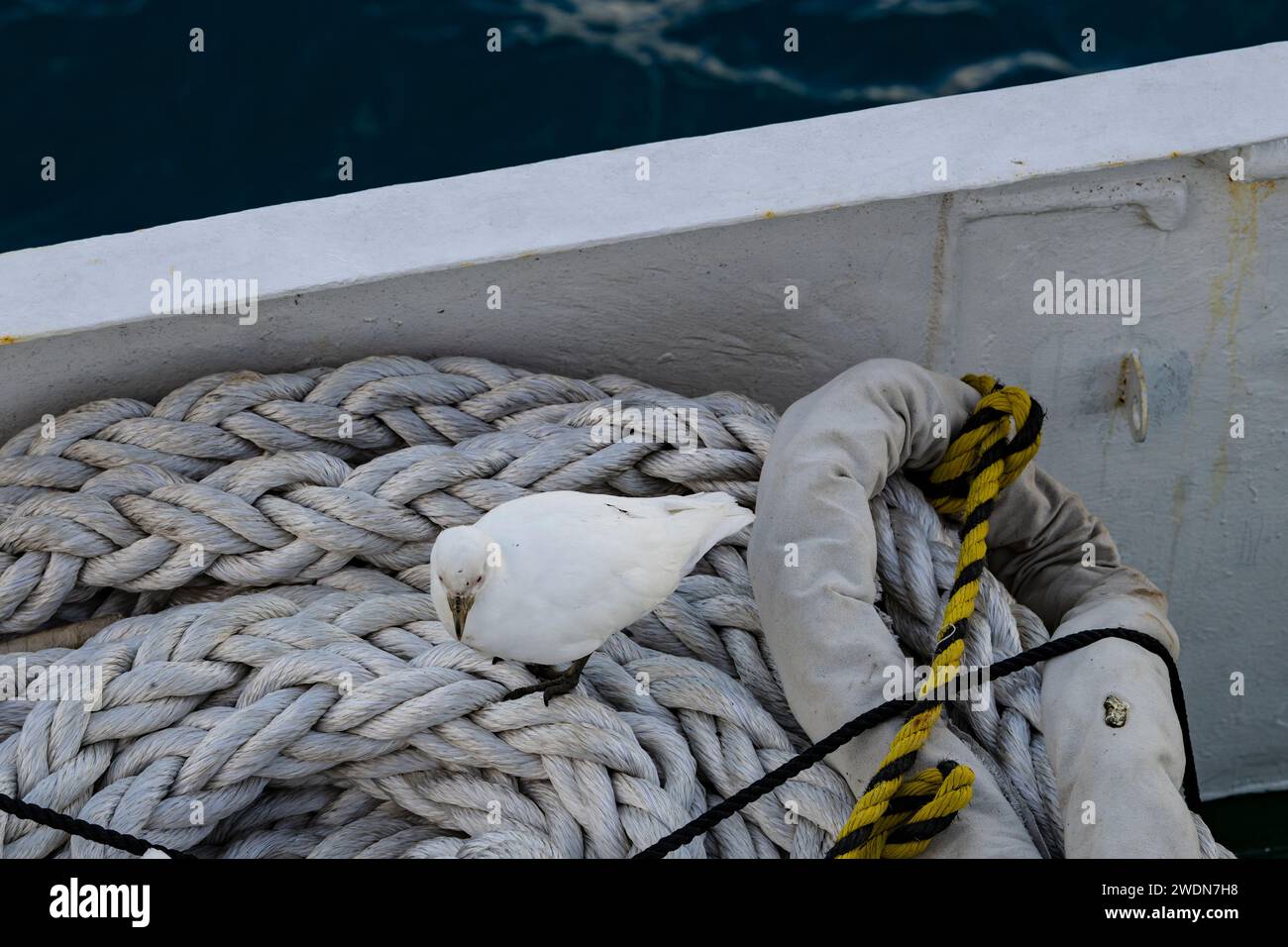 snowy sheathbill, Chionis albus, searching for food on coiled ship’s ...