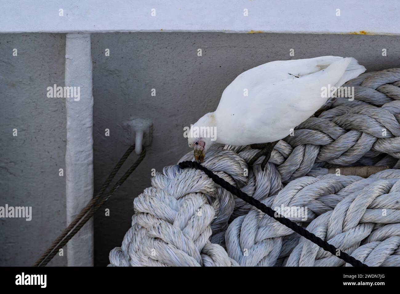 snowy sheathbill, Chionis albus, searching for food on coiled ship’s ...