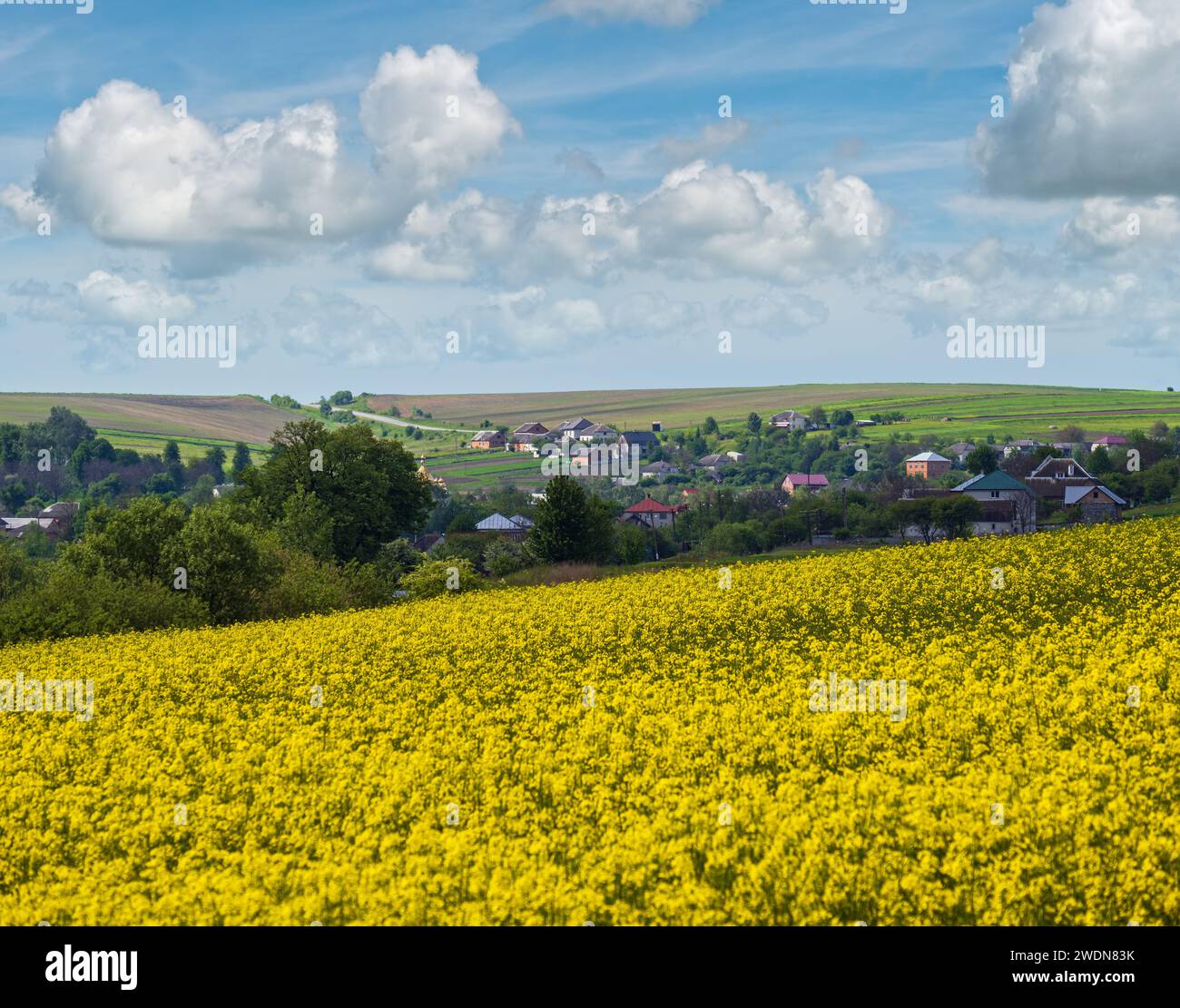 Road through spring rapeseed yellow blooming fields view, sky with ...