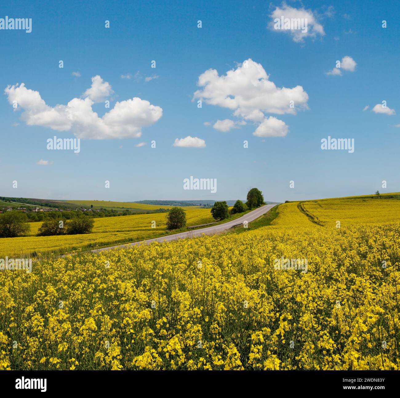 Road through spring rapeseed yellow blooming fields view, blue sky with ...