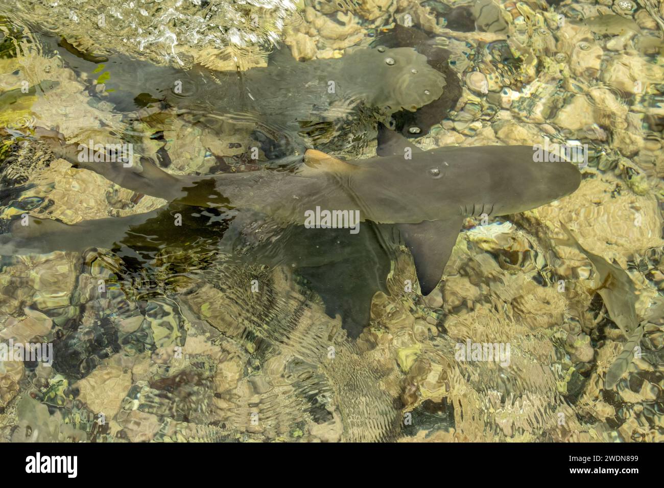 Baby sharks hi-res stock photography and images - Alamy
