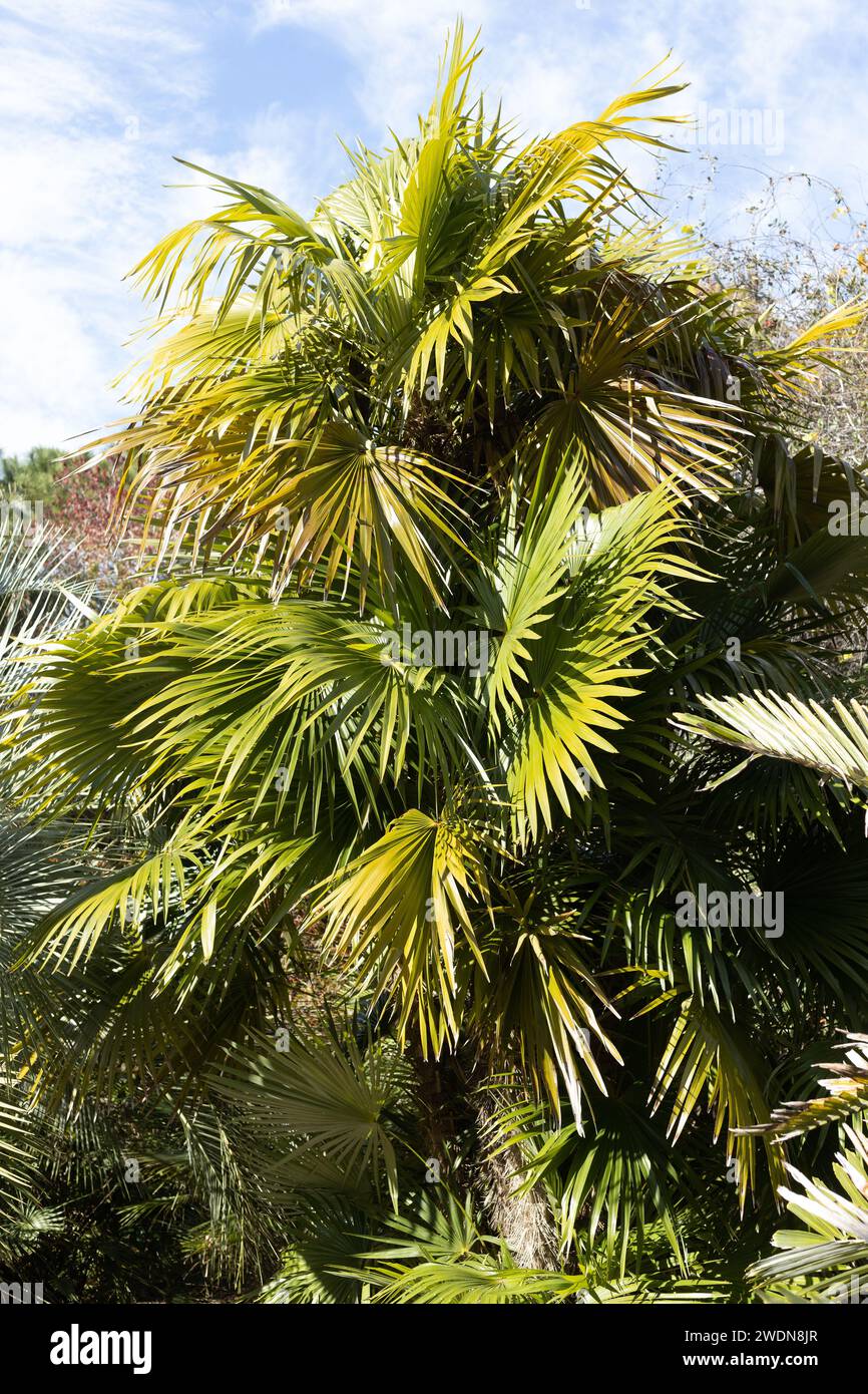 Zombia antillarum - zombie palm Stock Photo - Alamy