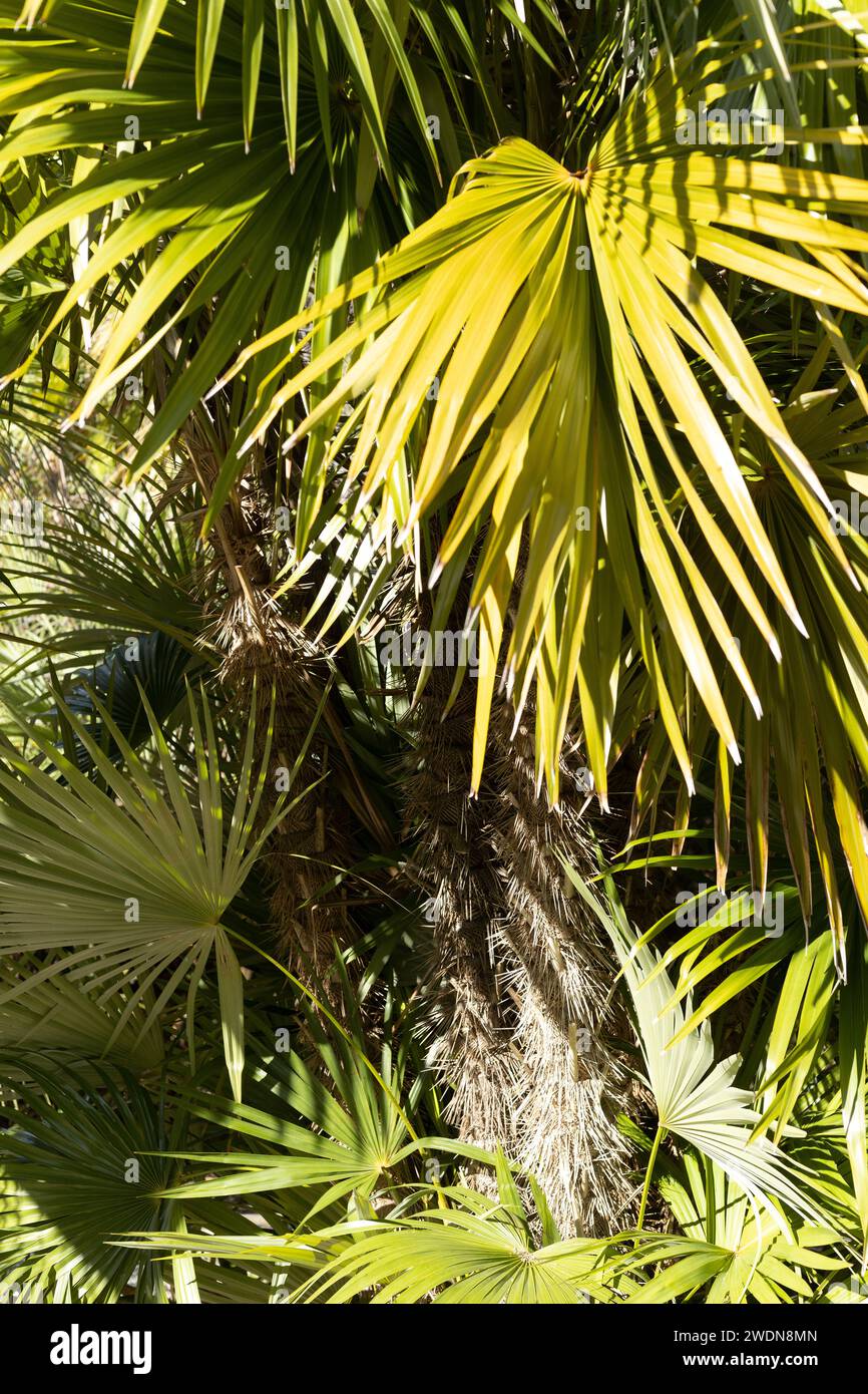 Zombia antillarum - zombie palm Stock Photo - Alamy
