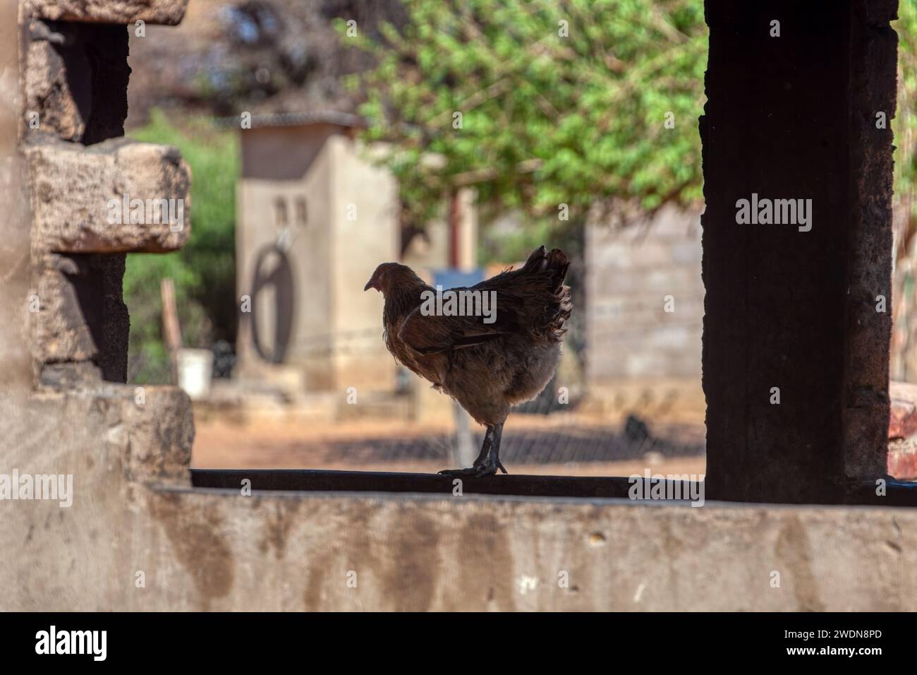 chicken on the wall of a ruined building, life after Chernobyl disaster ...