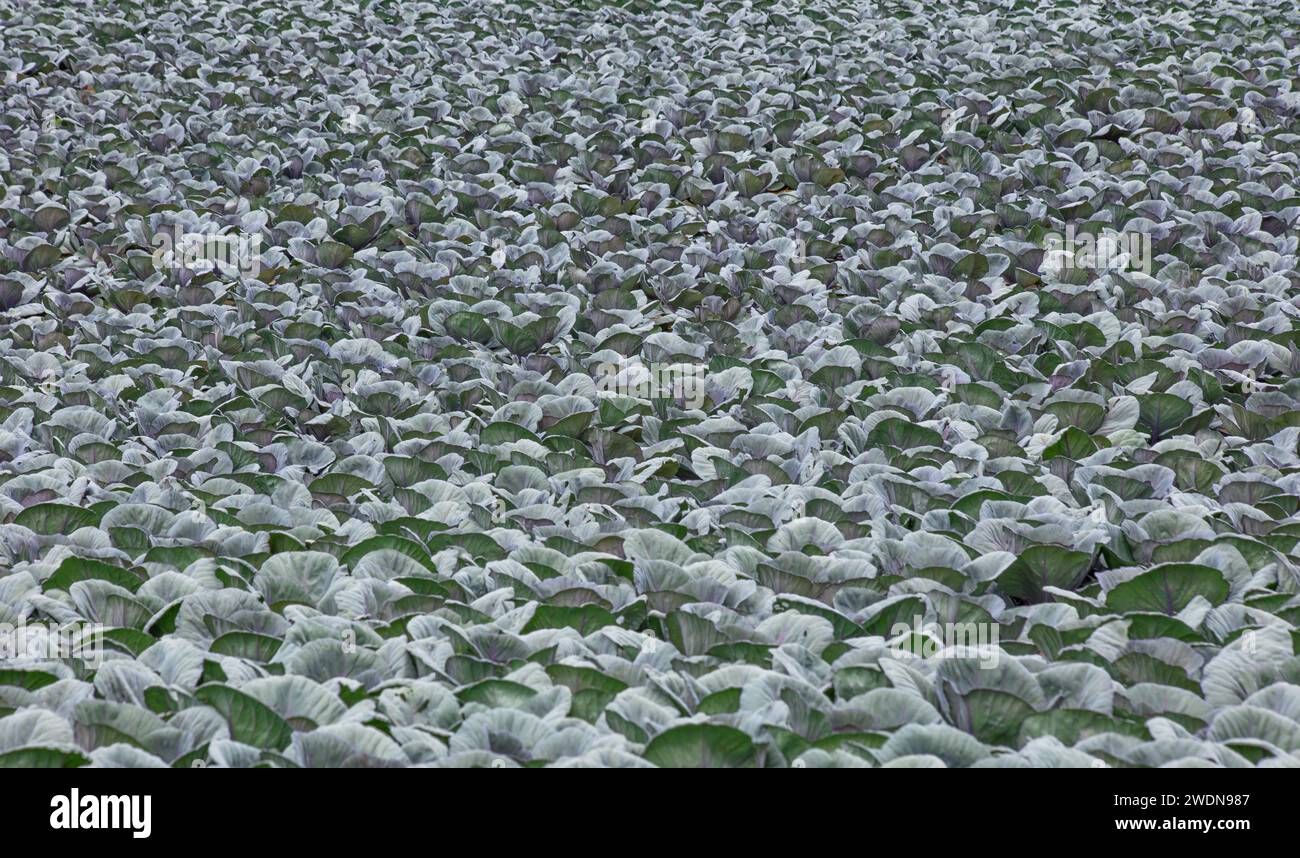 A Cabbage plantation in rural area Stock Photo - Alamy
