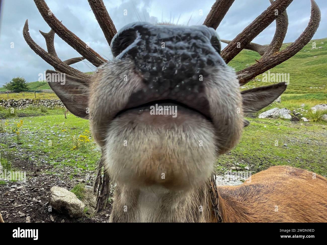 Nosey animal hi-res stock photography and images - Alamy