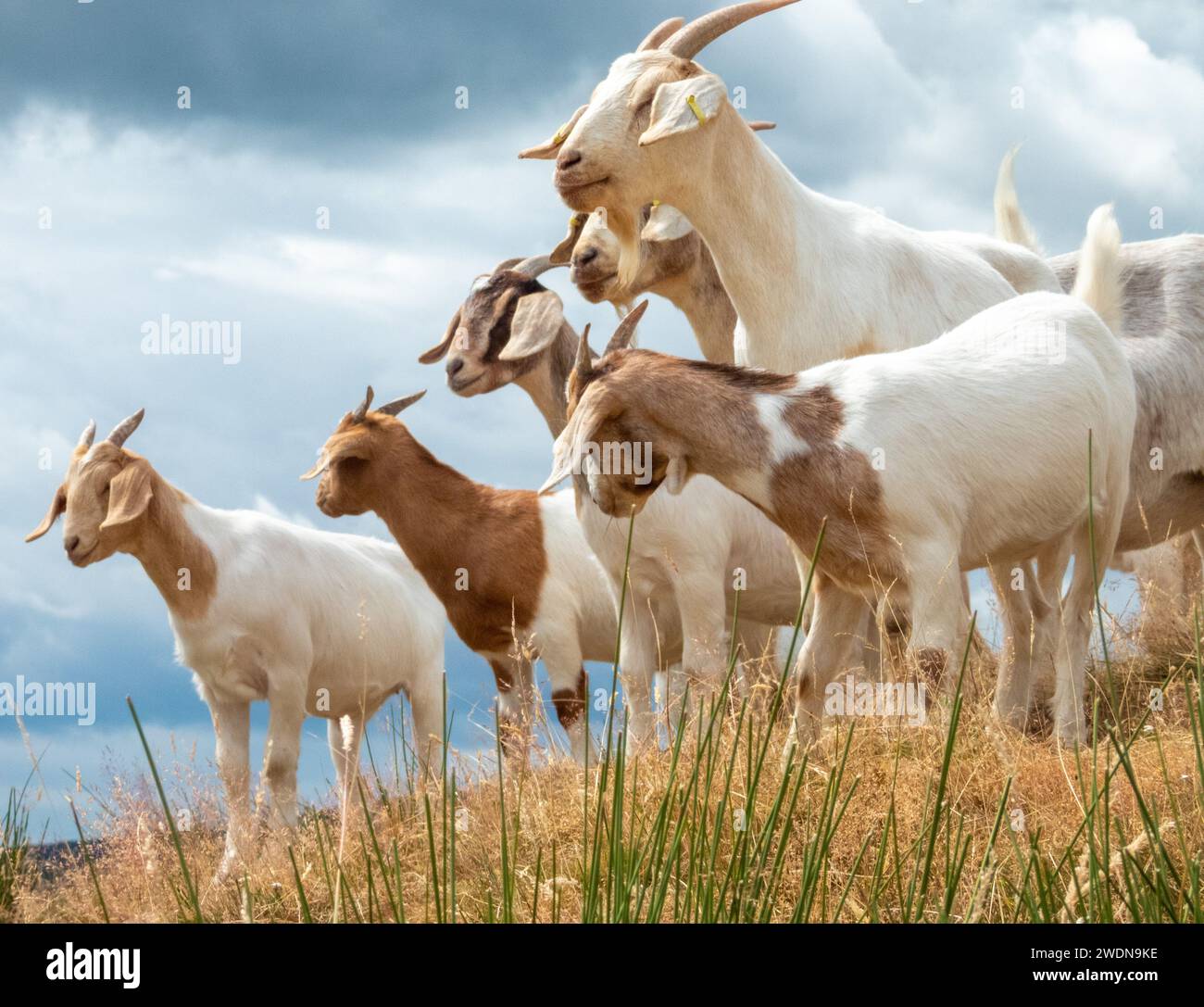 Group goats standing on hi-res stock photography and images - Alamy