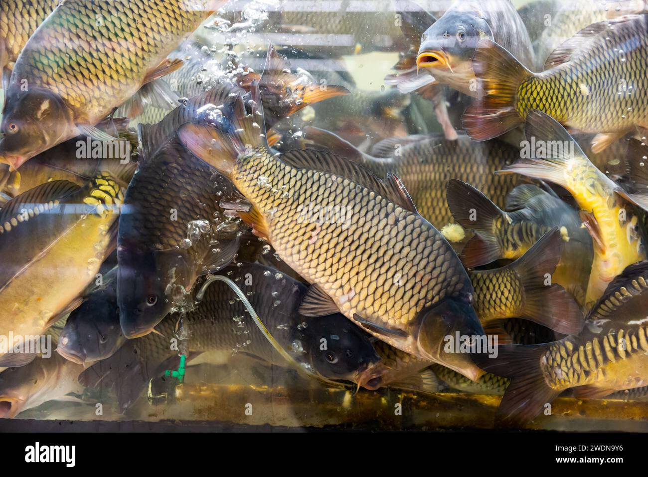 Live carp fishes in supermarket Stock Photo - Alamy