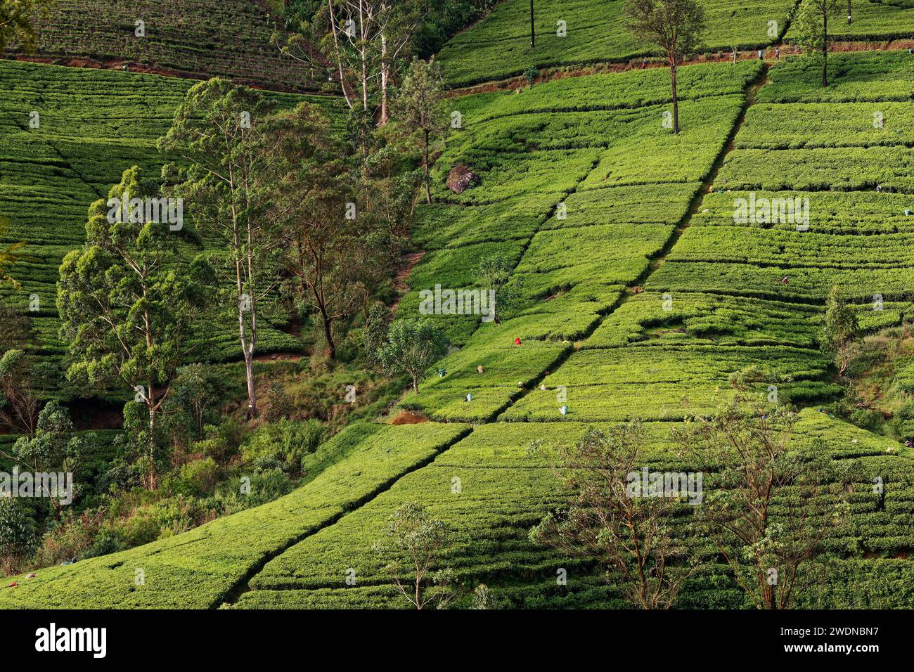 Landscape of Tea plantation in Sri Lanka (Ceylon), green fields with ...