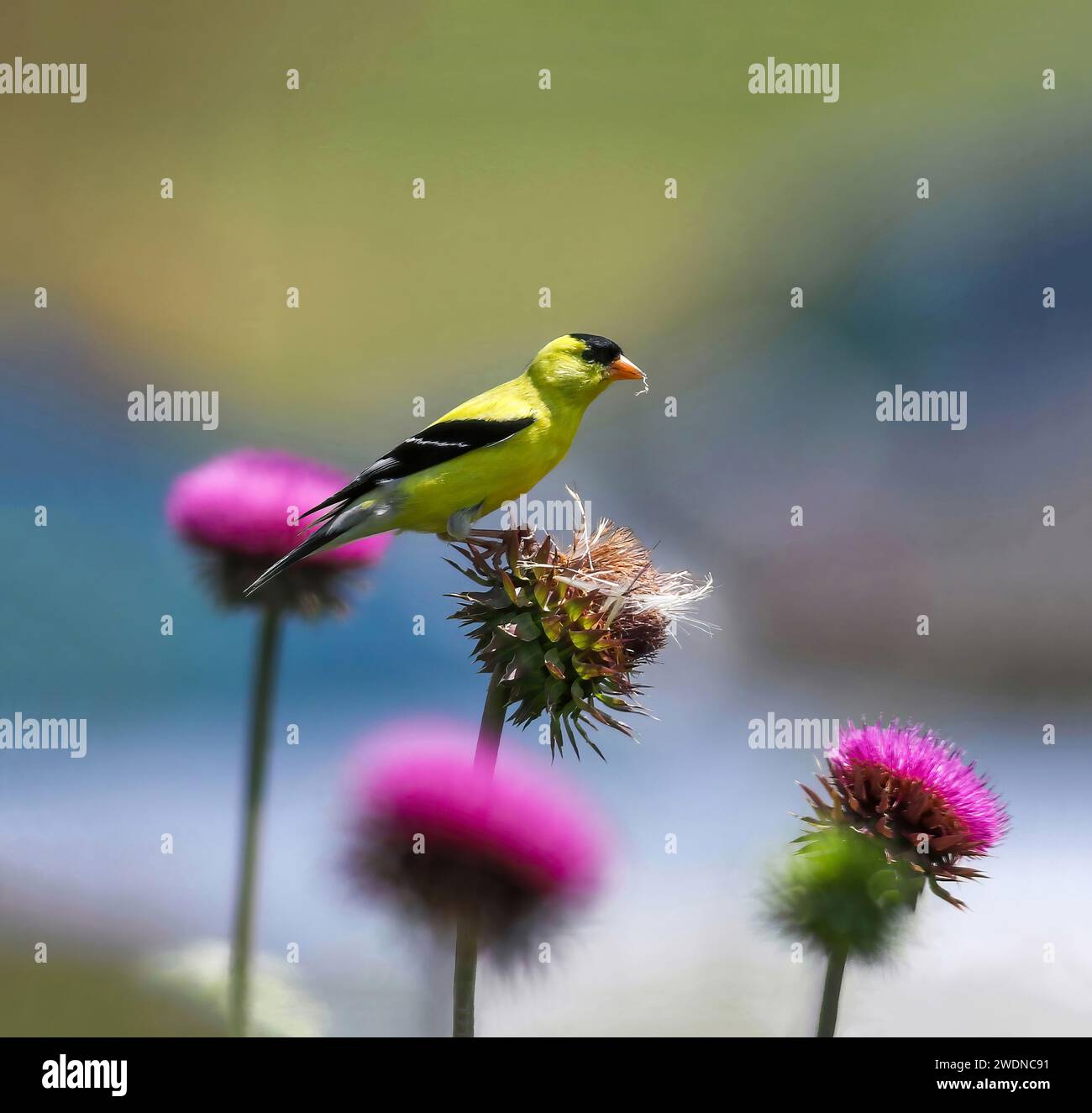 An American Goldfinch eating thistle seeds among blooms with a soft ...