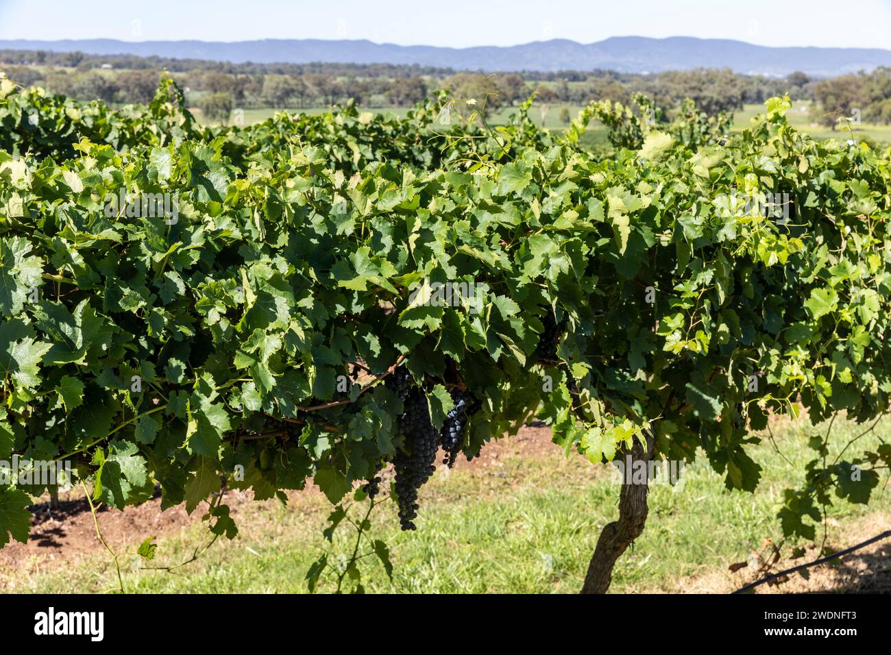 Australian vineyard, grapes growing on the vines at Robert Stein ...