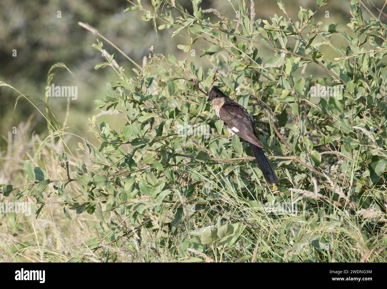 Jacobin cuckoo (Clamator jacobinus), sometimes known as the black-and ...