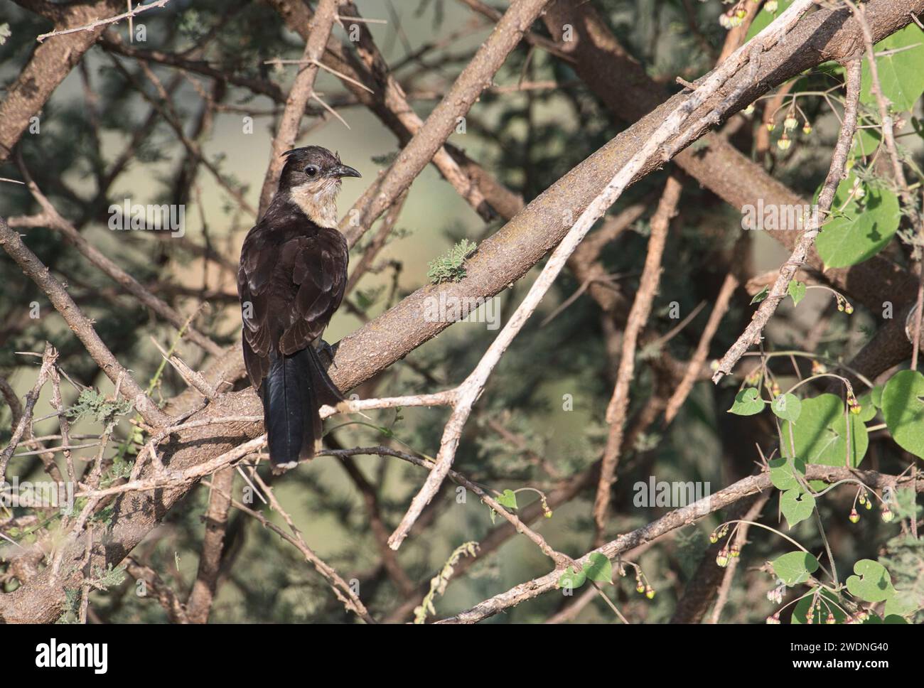 Jacobin cuckoo (Clamator jacobinus), sometimes known as the black-and ...