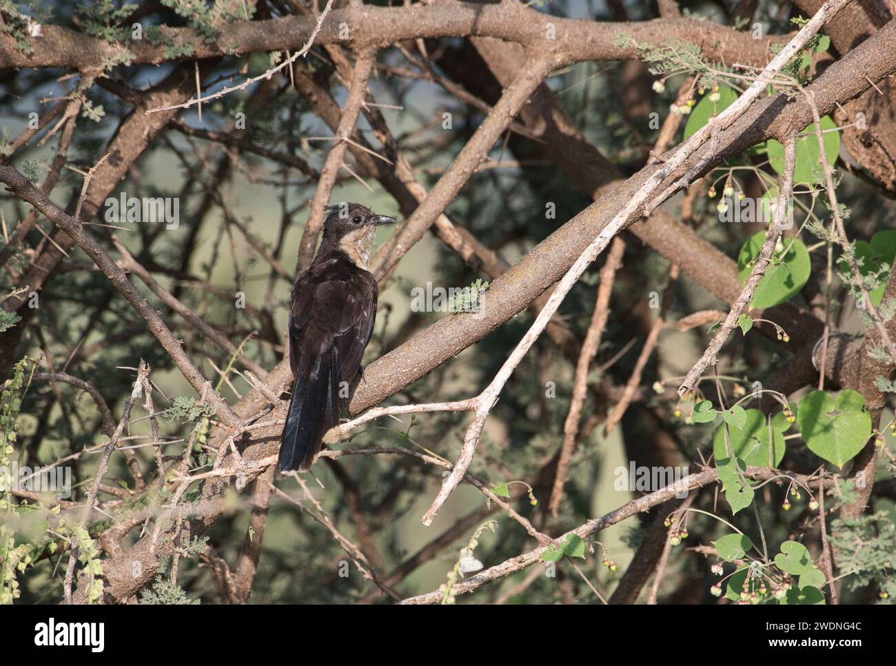 Jacobin cuckoo (Clamator jacobinus), sometimes known as the black-and ...