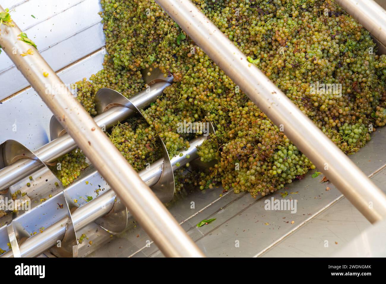 White grape in crusher destemmer, winemaking process Stock Photo - Alamy