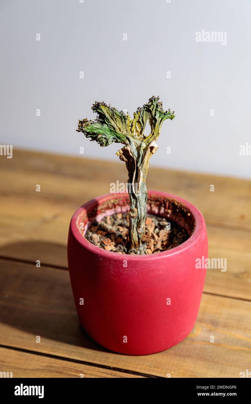 Finished clay pot in hi-res stock photography and images - Alamy