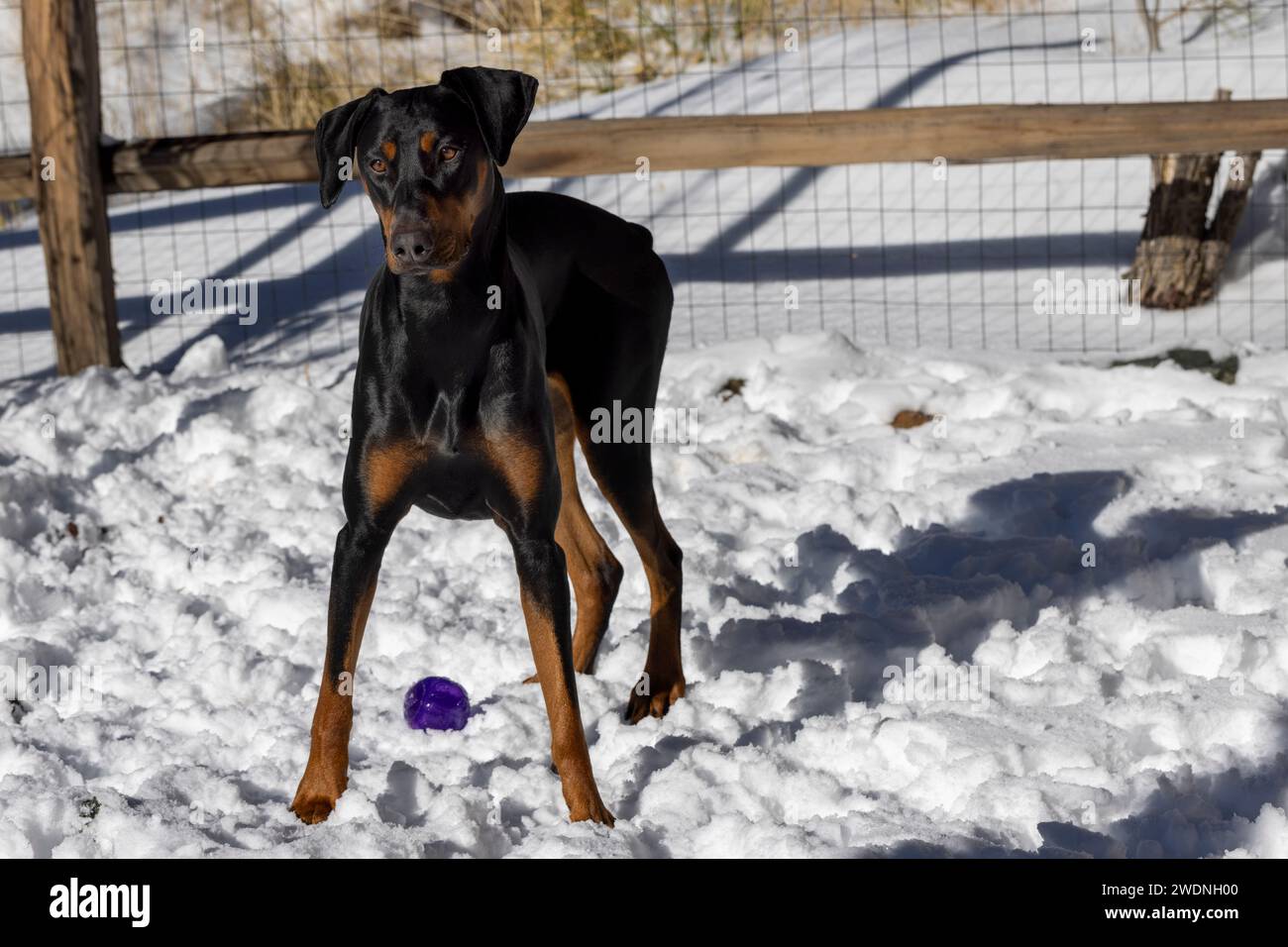 One year old black and tan Doberman Pinscher outside in winter playing ...