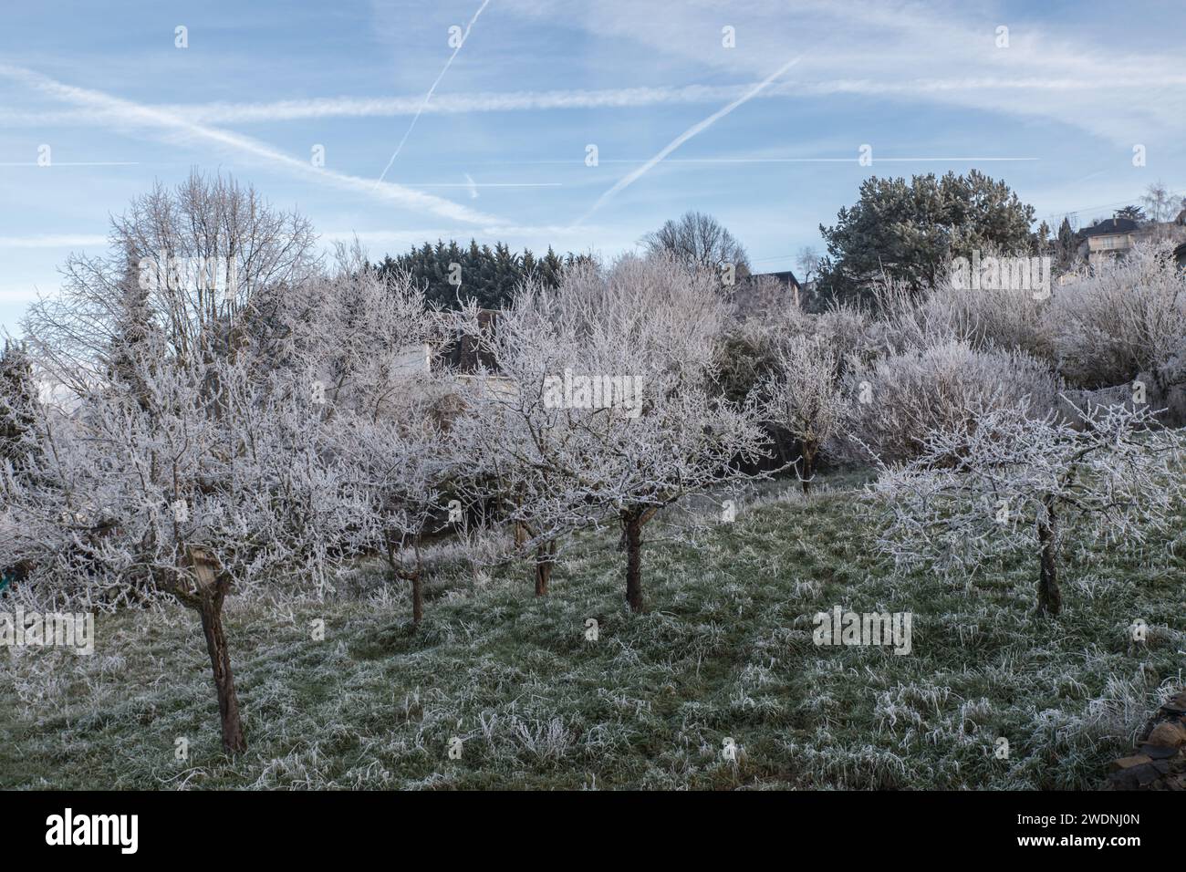 Arbre glacé hi-res stock photography and images - Alamy