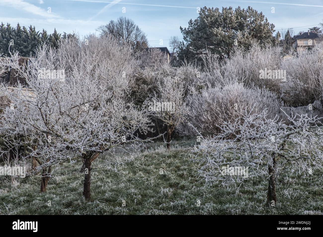 Arbre glacé hi-res stock photography and images - Alamy