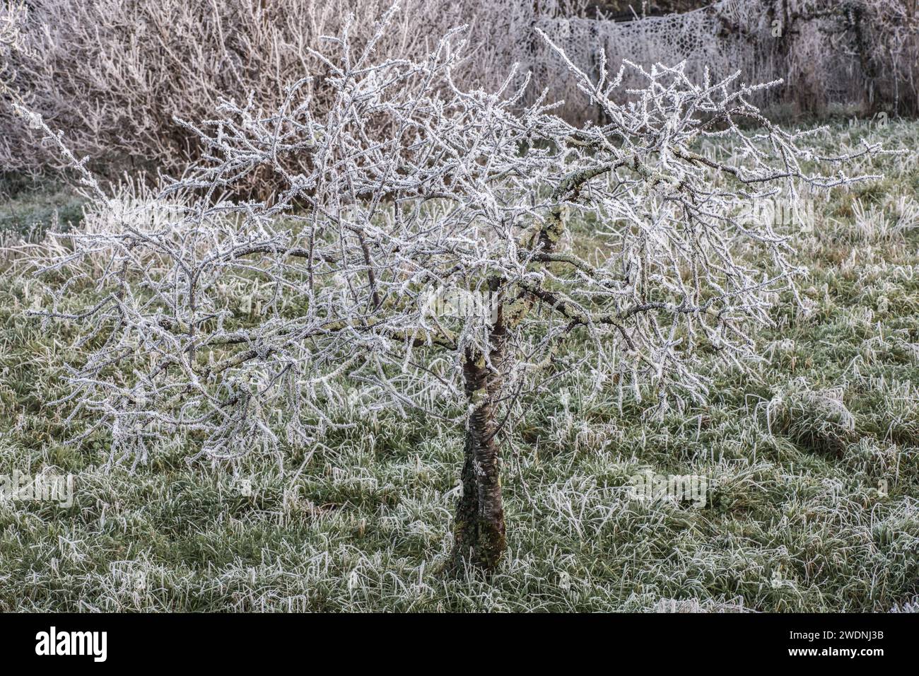 Arbre glacé hi-res stock photography and images - Alamy
