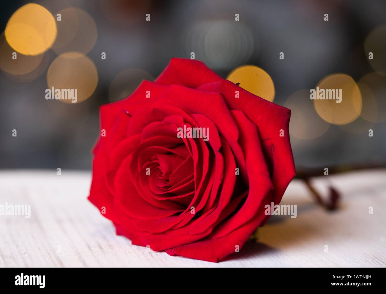 red rose for Valentine background Stock Photo - Alamy