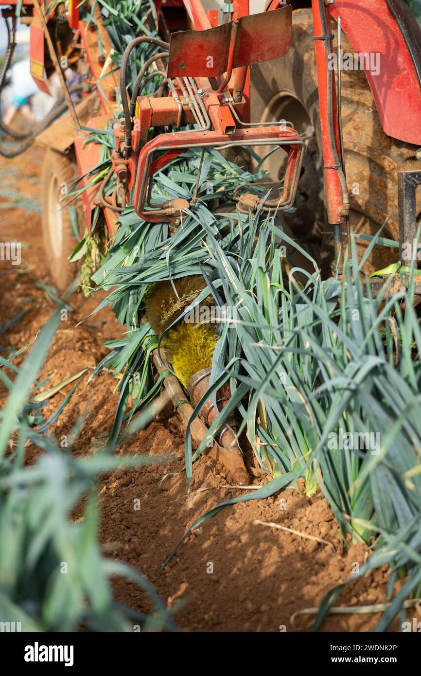 Leek harvesting machine hi-res stock photography and images - Alamy