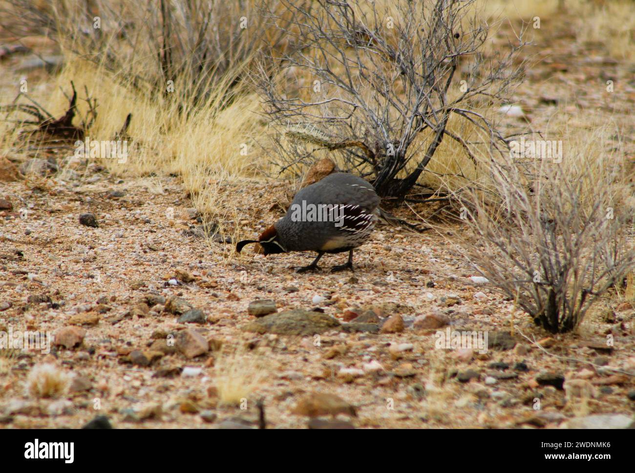 Gambel's Quail in the Arizona desert, Mohave County Arizona Stock Photo ...