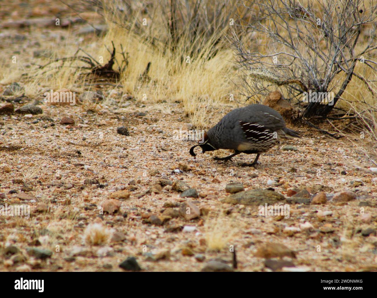 Quail flying hi-res stock photography and images - Alamy