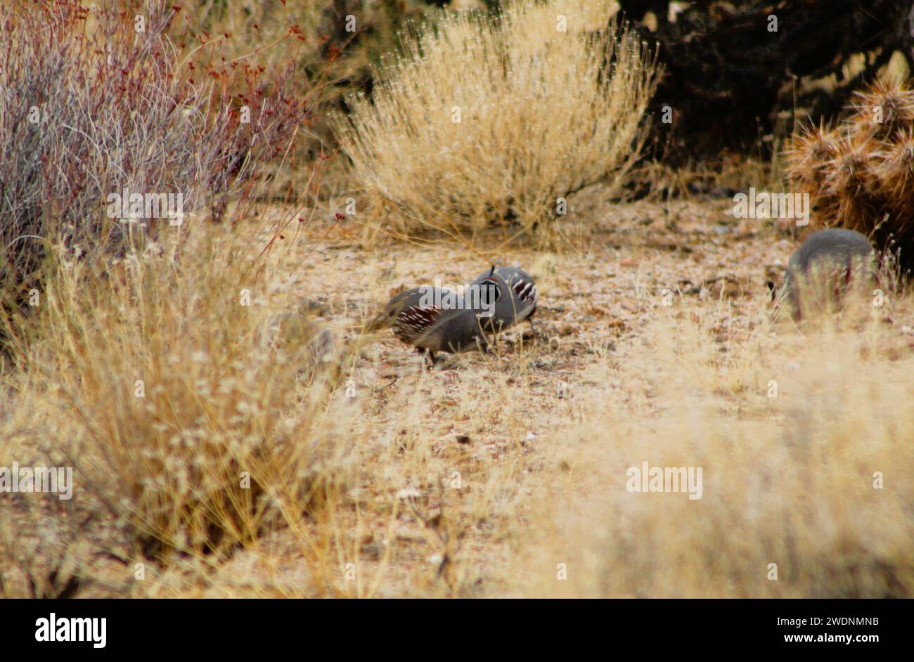 Gambel's Quail in the Arizona desert, Mohave County Arizona Stock Photo ...