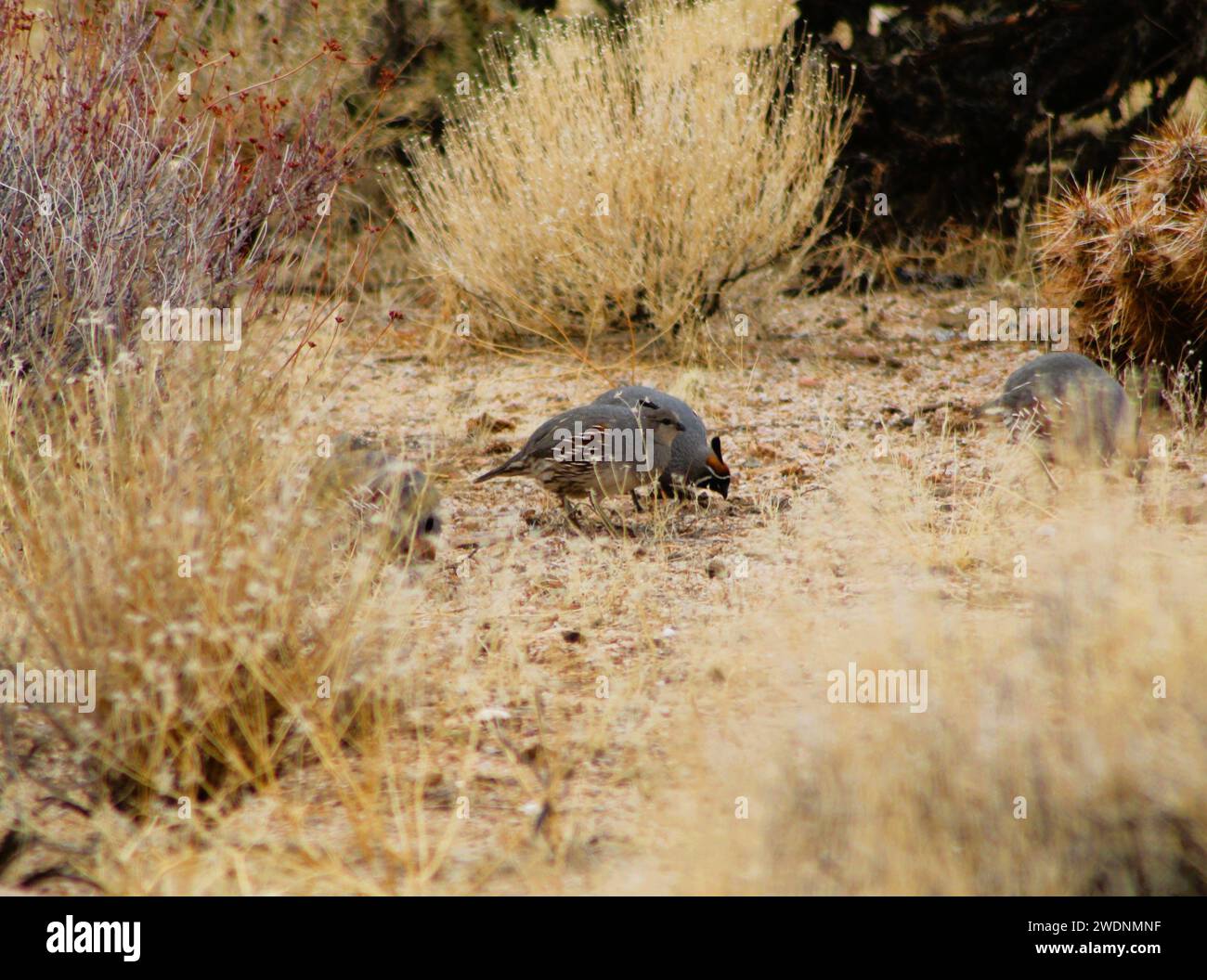 Gambel's Quail in the Arizona desert, Mohave County Arizona Stock Photo ...