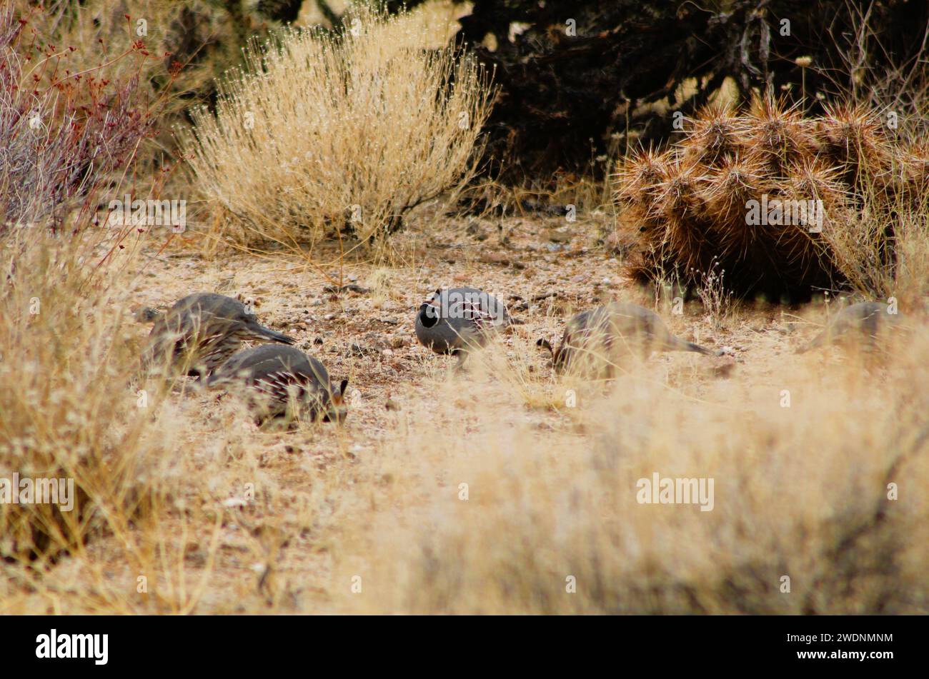 Gambel's Quail in the Arizona desert, Mohave County Arizona Stock Photo ...