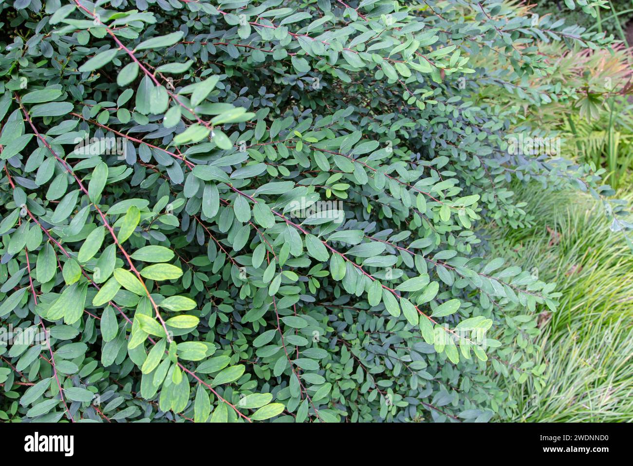Tipsy wood or phyllanthus cochinchinensis or vietnam leaf-flower plant ...