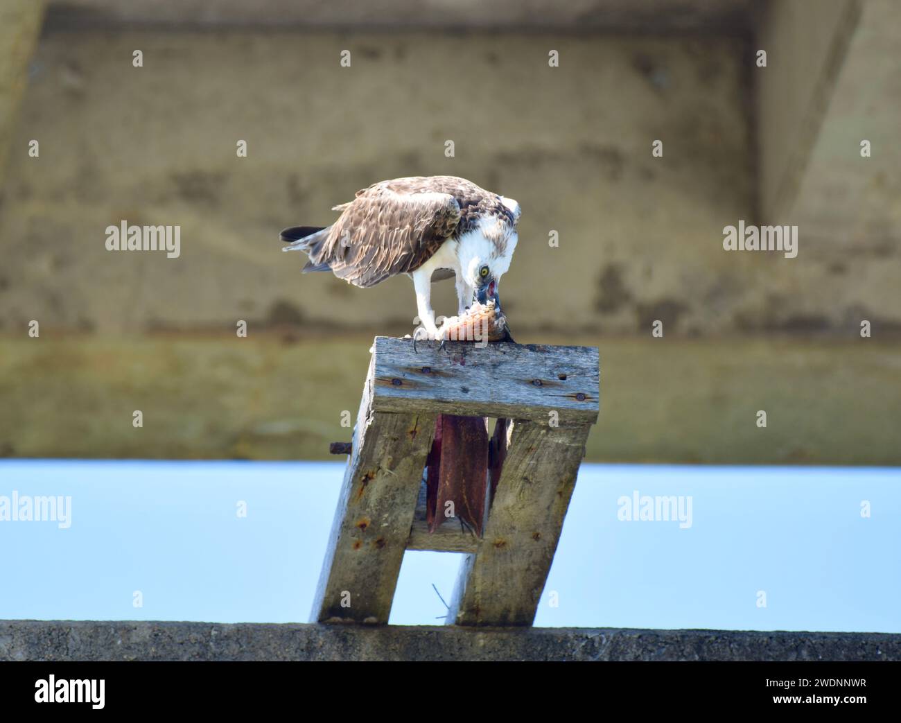 An Osprey ( Pandion haliaetus), also called sea hawk, river hawk, or ...