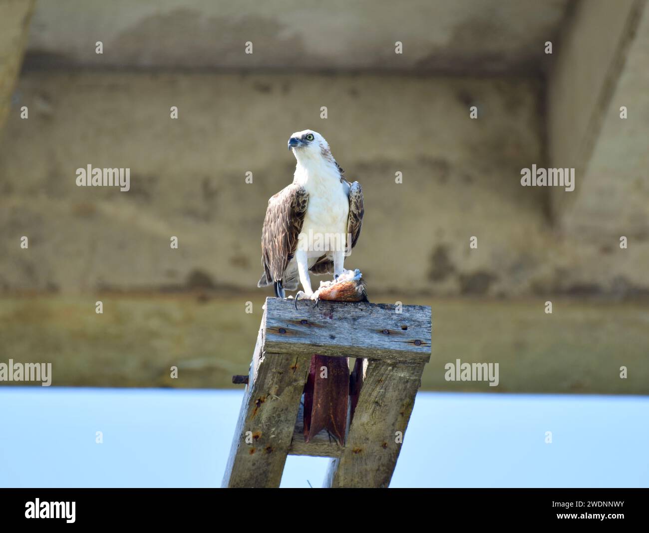 An Osprey ( Pandion haliaetus), also called sea hawk, river hawk, or ...
