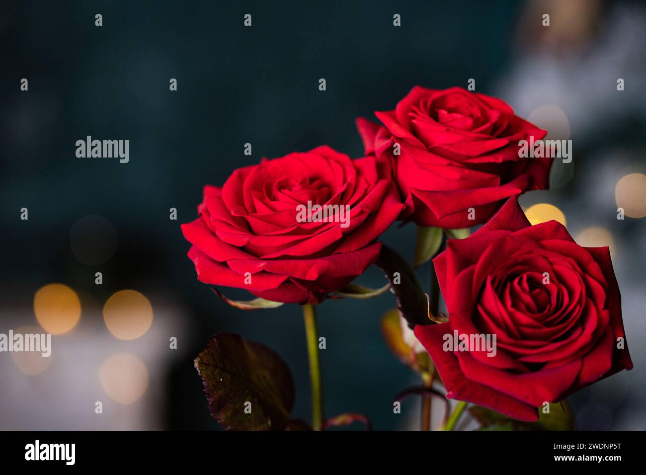 red rose for Valentine background Stock Photo - Alamy