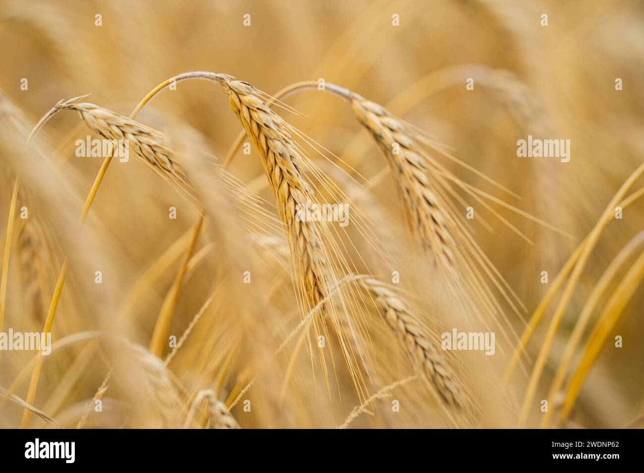 Close up of wheat. Wheat field. Golden wheat. Field of ripening rye ...