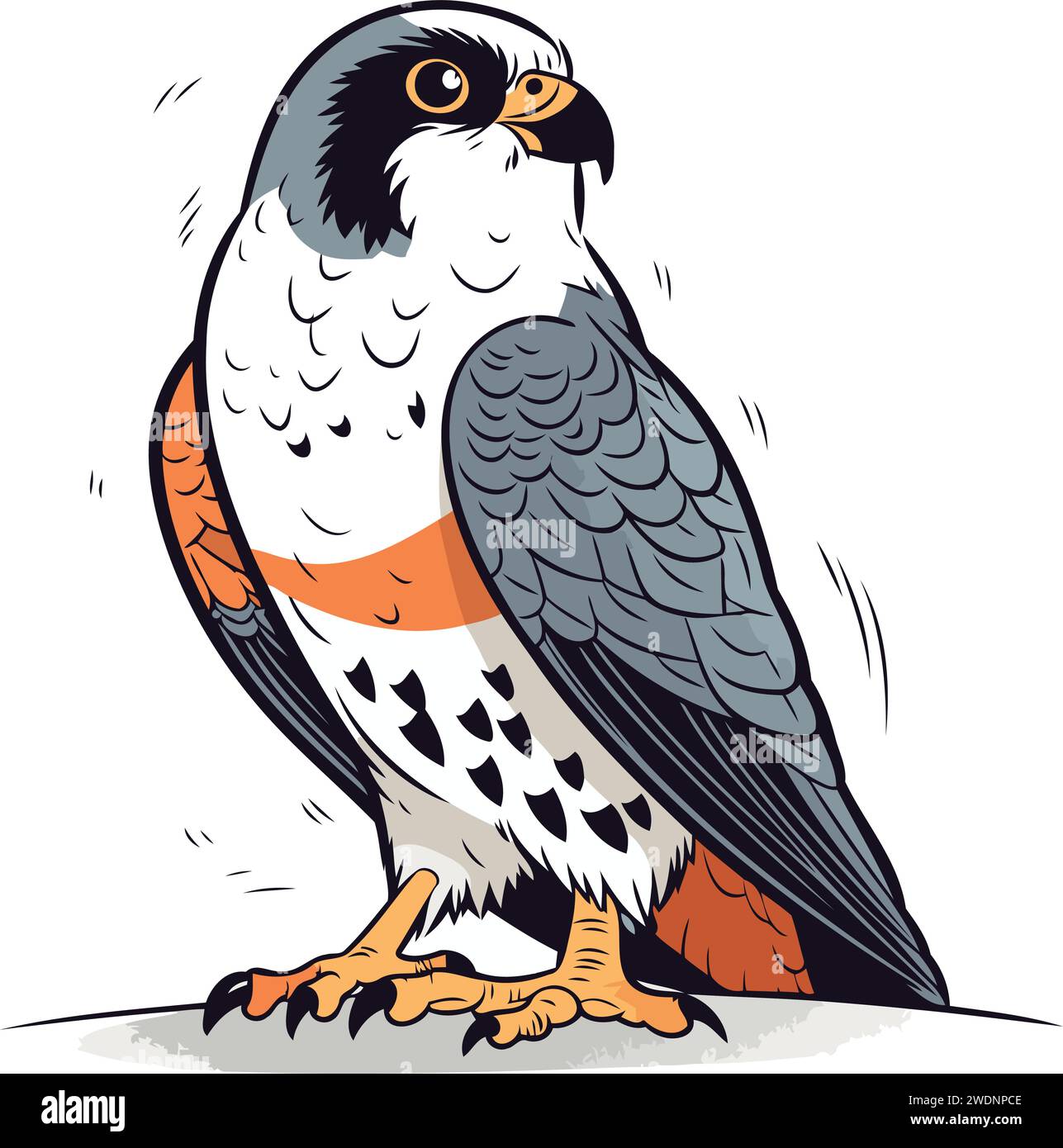 A peregrine falcon Cut Out Stock Images & Pictures - Alamy