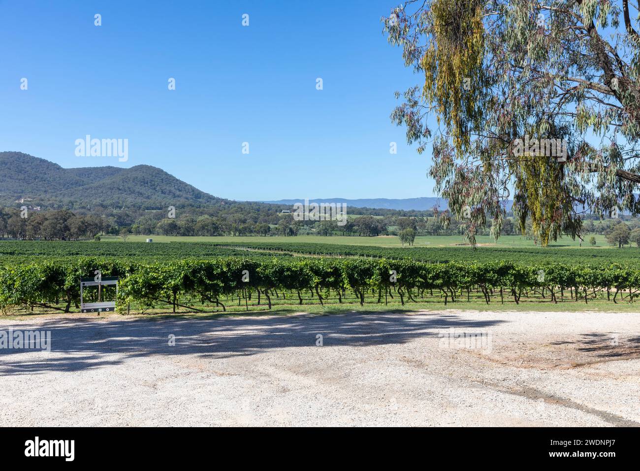 Mudgee wine region in New South Wales, grapes growing on vines at the ...
