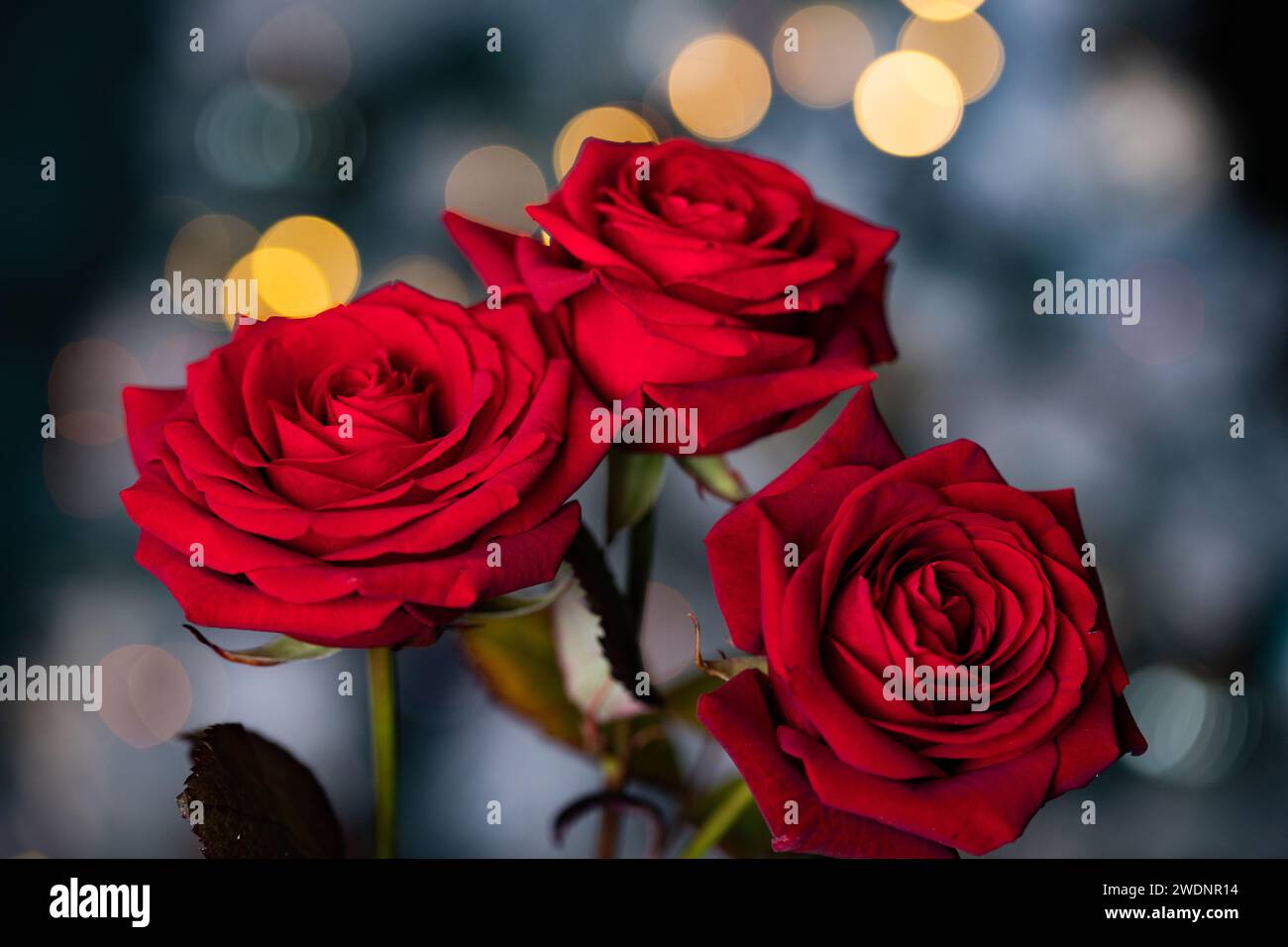 red rose for Valentine background Stock Photo - Alamy