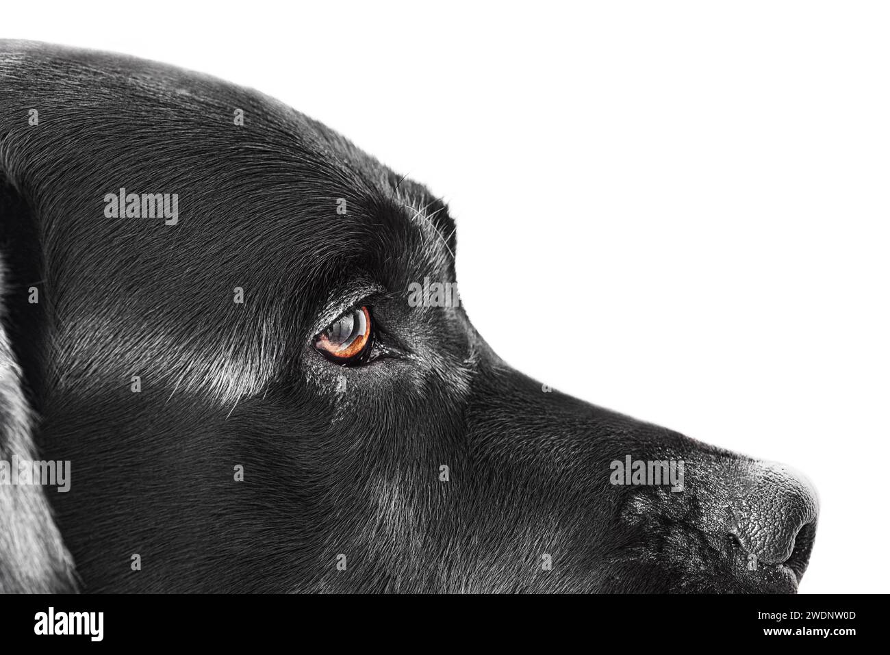 Labrador retriever close up on white background isolate. Pet adult dog ...