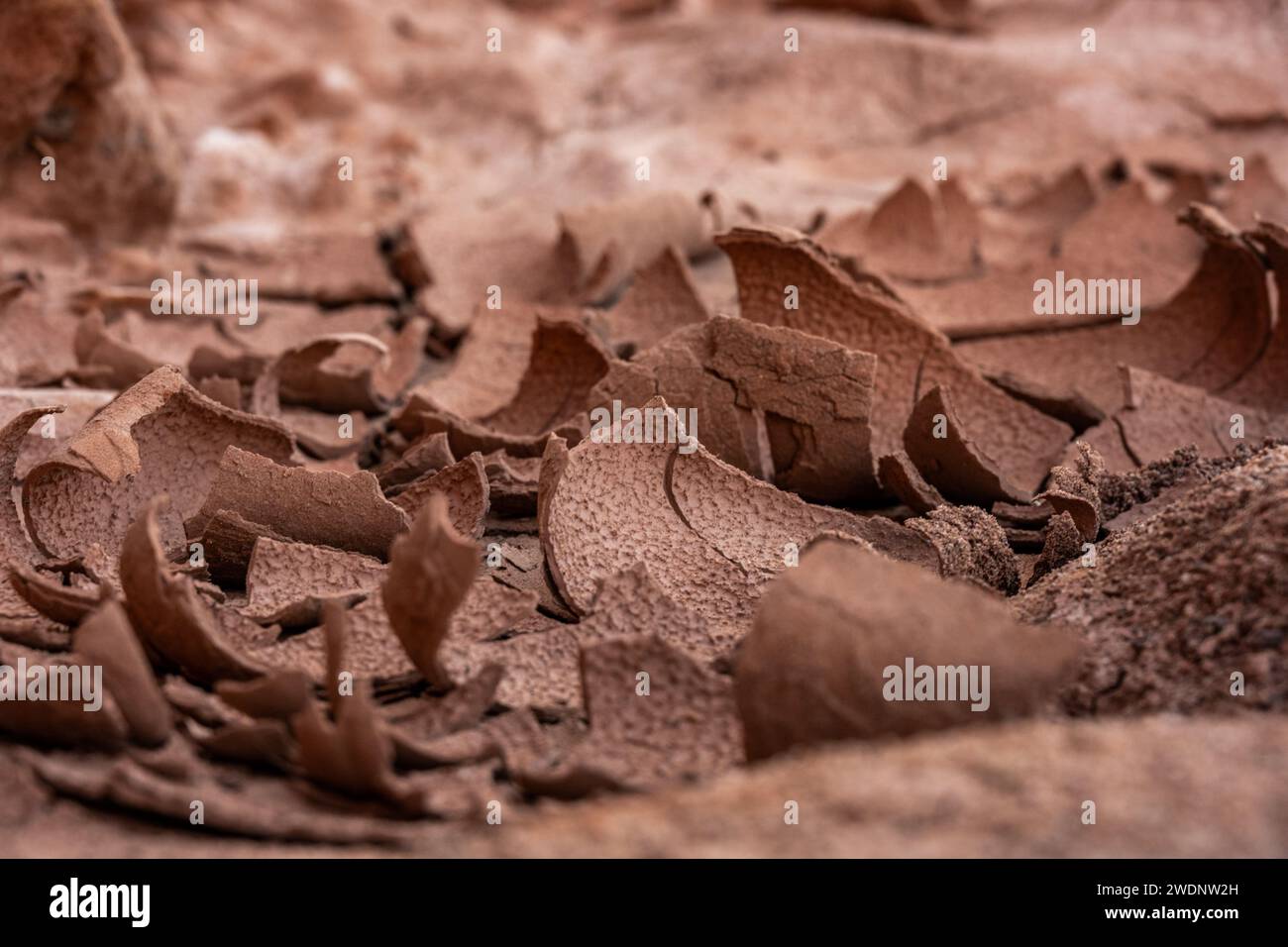 Dried Mud Curls Up Away from Ground along trail in Capitol Reef Stock ...