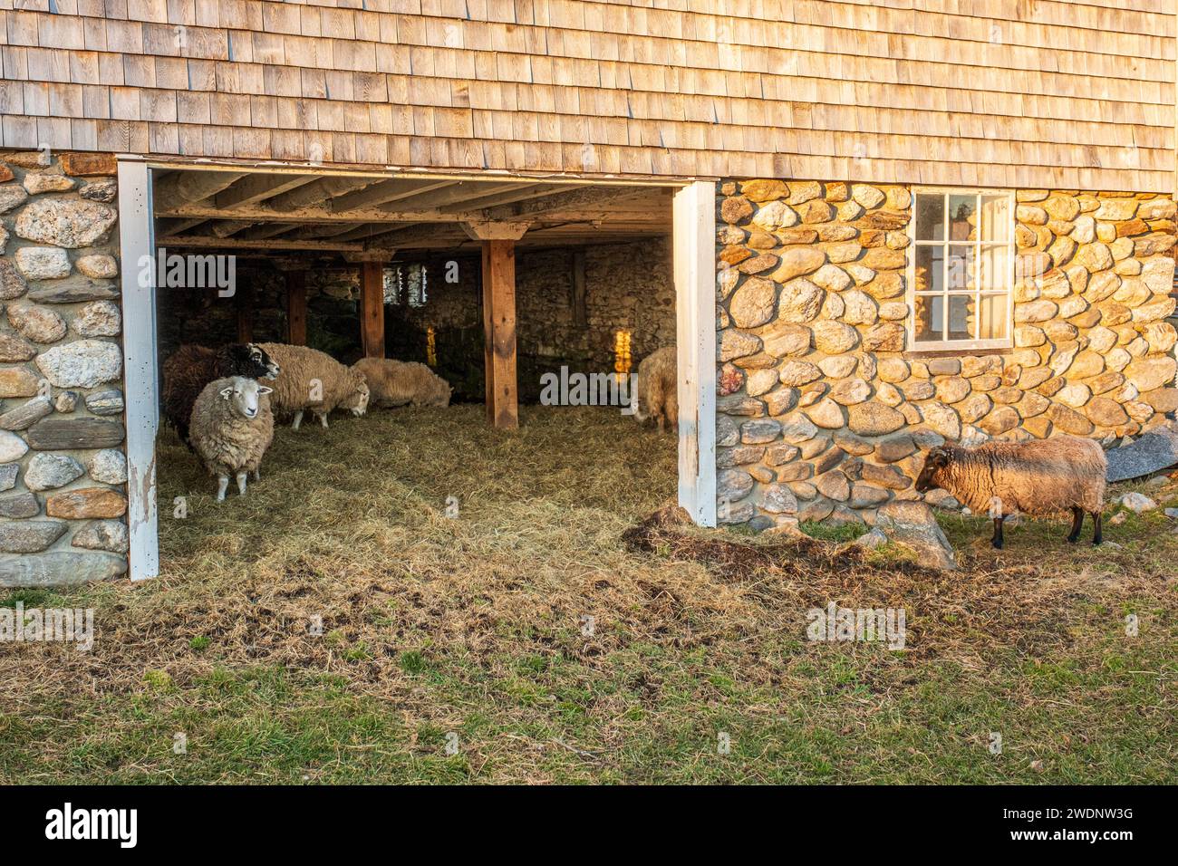 Farm field with sheep hi-res stock photography and images - Alamy