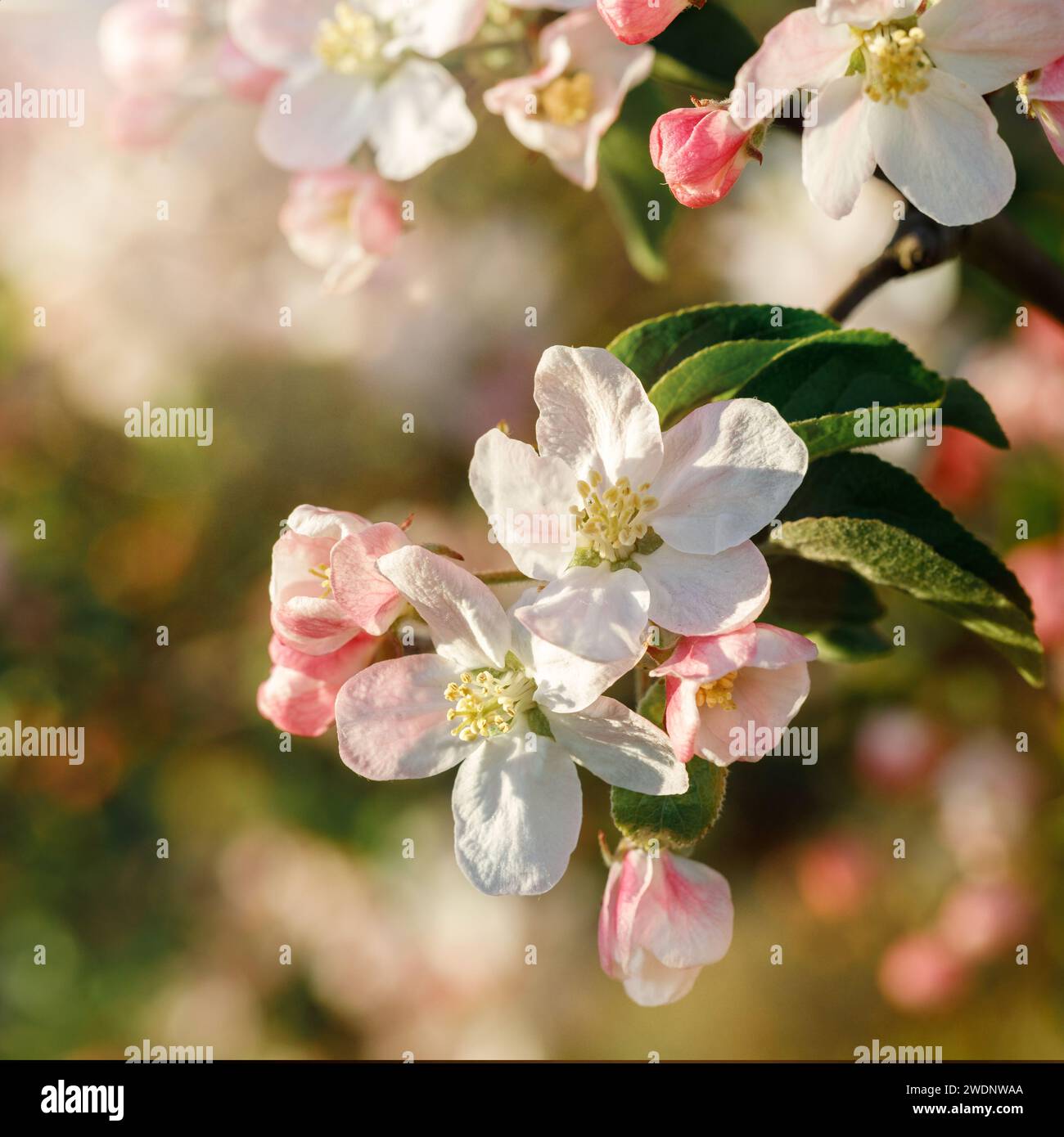 Beautiful apple tree blossom in spring. Square photo Stock Photo - Alamy